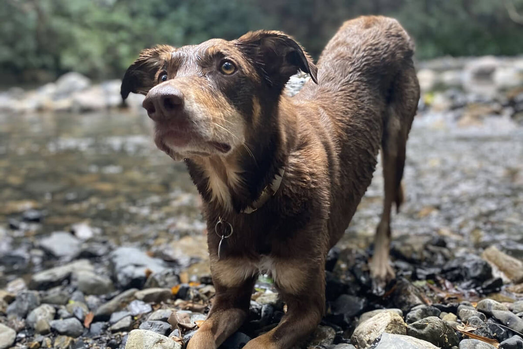 Hemp Pet Wear Australia - Est. 2018 – Bohemi